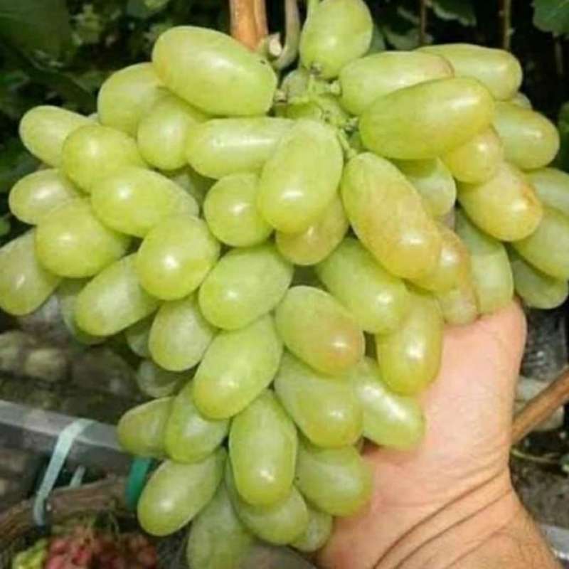 Jual bibit anggur impor varian KETMON SAPI di Seller Musimbibit - Kab ...