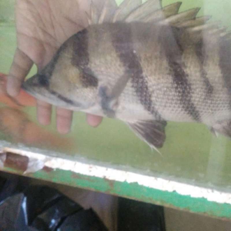 Jual Tiger Datz Silver 4 Bar di Seller DENTA PET SHOP - Kalibata, Kota ...