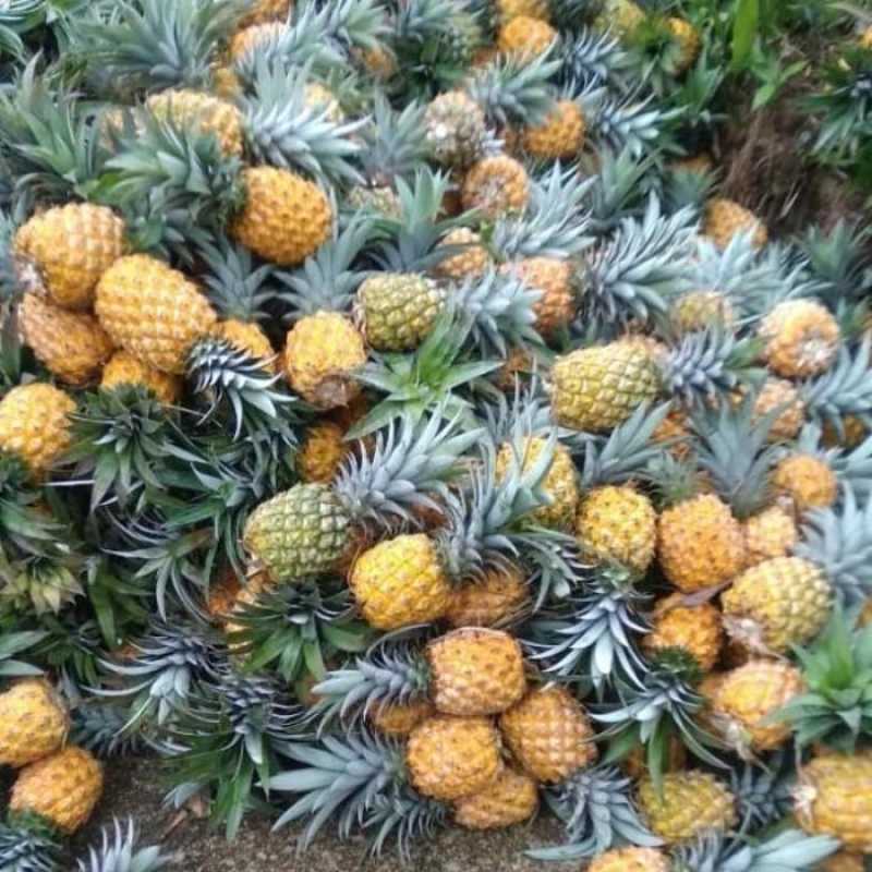 Jual Nanas Madu Pemalang Di Seller Cmf Shop Kota Semarang Jawa