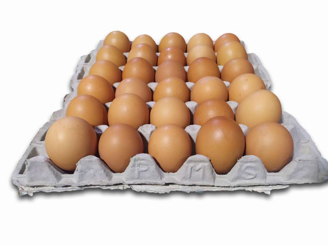 Jual Rumah Telur Telur Ayam Negeri Omega[30 Butir] di Seller Rumah ...