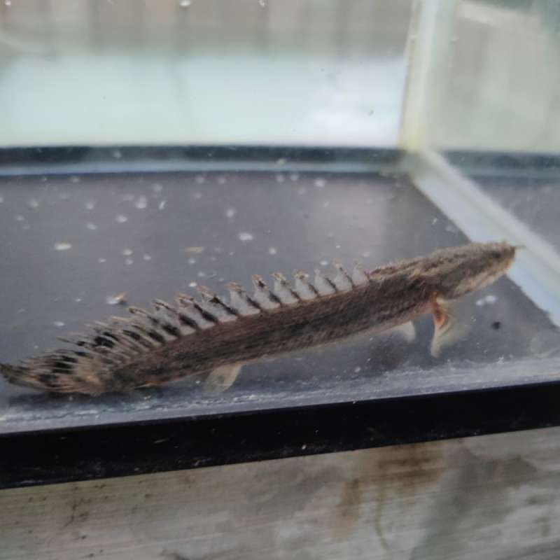 Promo Palmas Congicus X Bichir Bichir,Polypterus Diskon 16% di Seller ...