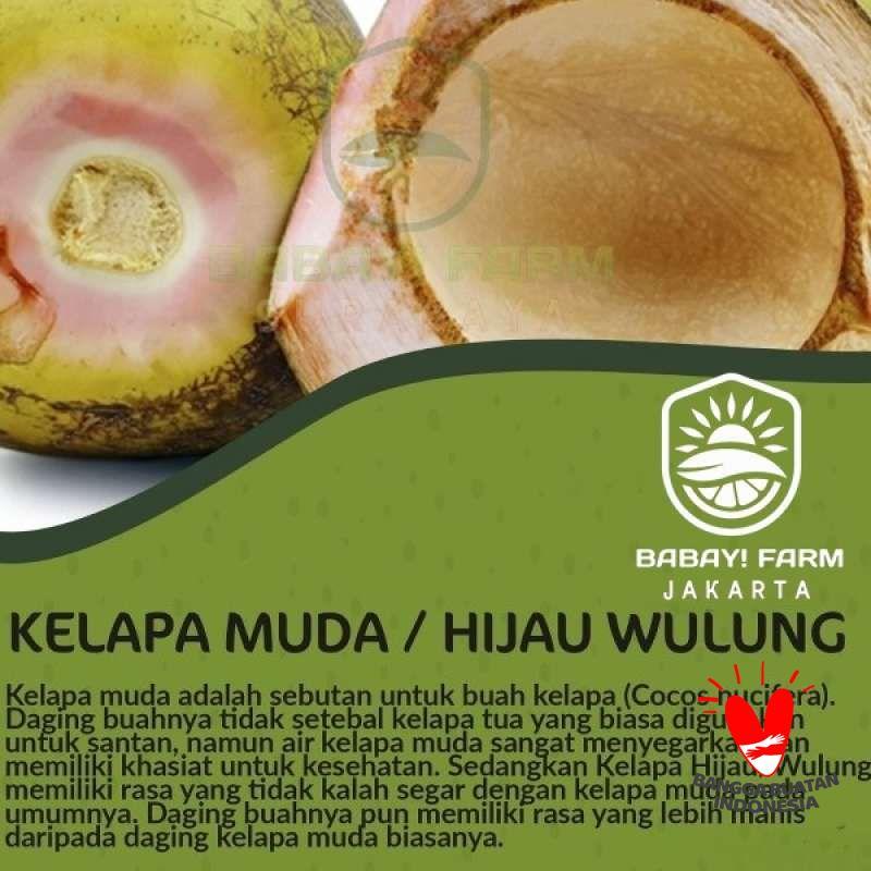 Promo Buah Kelapa Muda Hijau Wulung / Degan Ijo Herbal Utuh Diskon 15% ...