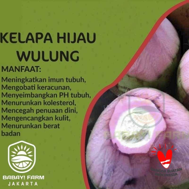 Promo Buah Kelapa Muda Hijau Wulung / Degan Ijo Herbal Utuh Diskon 15% ...