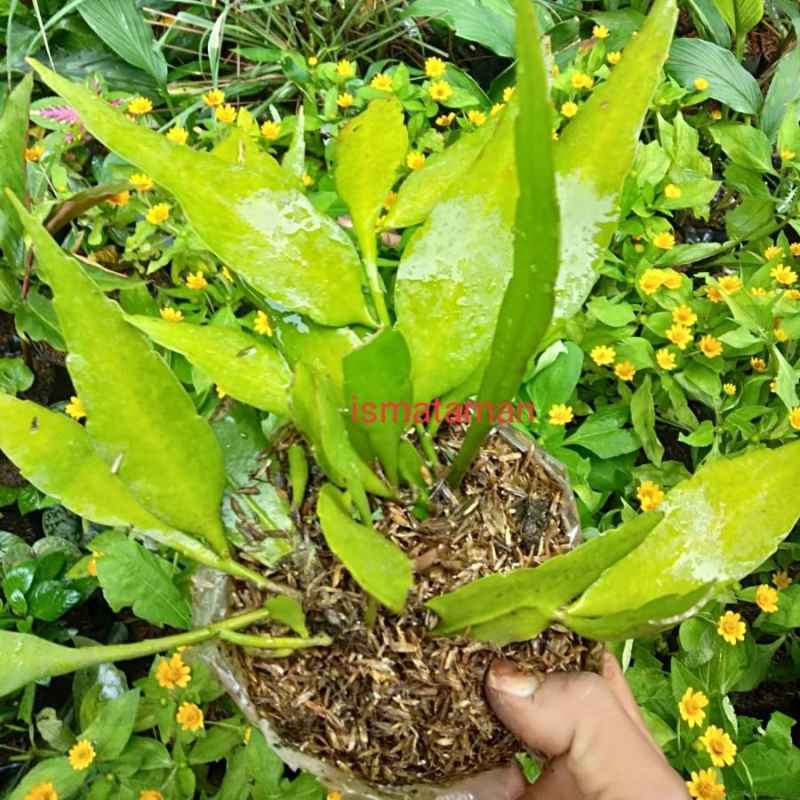 Jual tanaman hias gantng jaya kusuma di Seller TokoTanaman Isma - Sasak ...
