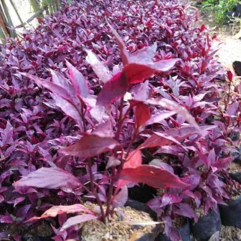 Jual Tanaman Hias Erpah Merah - Bayam Merah Di Seller Lutfi Taman ...