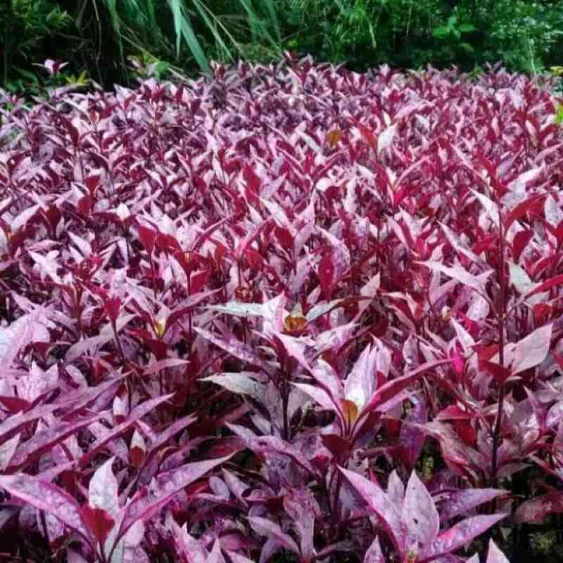 Jual Tanaman Hias Erpah Merah - Bayam Merah Di Seller Lutfi Taman ...