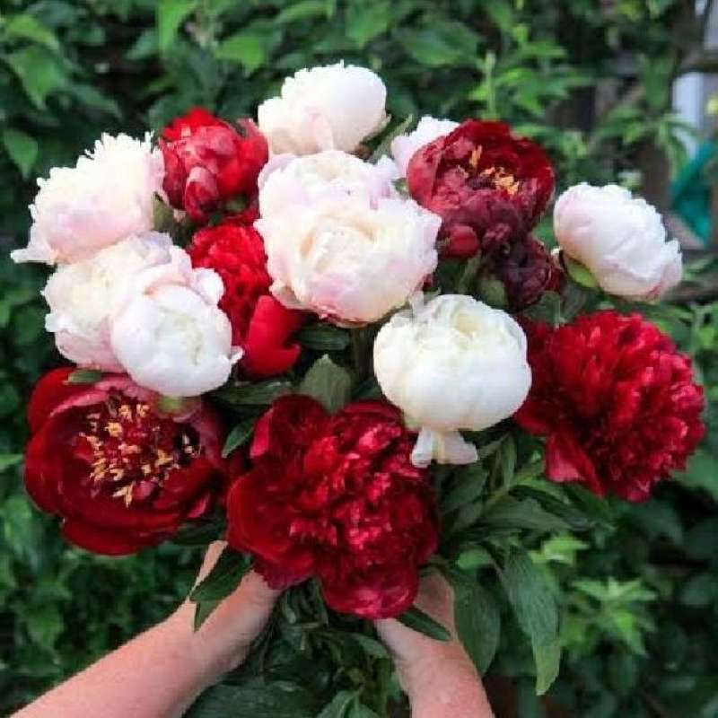 Jual Bibit / Benih / Seeds Bunga Peony Mix Paeonia Lactiflora Flower Di ...