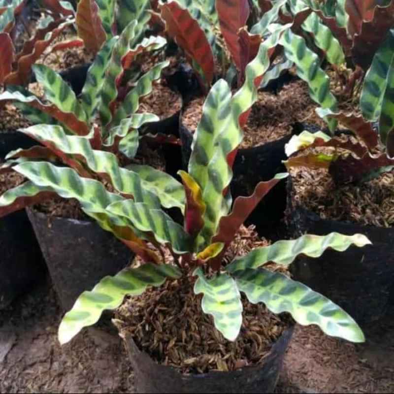 Jual Tanaman Hias Meranti Bulu Ayam | Tanaman Hias Calateha Bulu Ayam ...