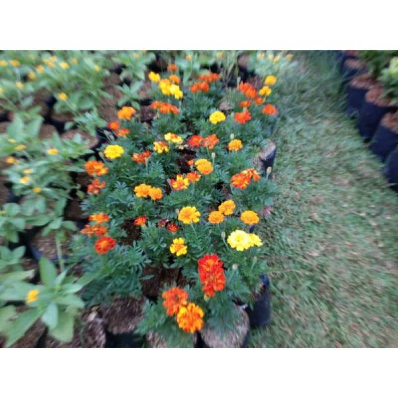 Corak Bunga Menjalar Warna Oren - Fatima-has-Cruz