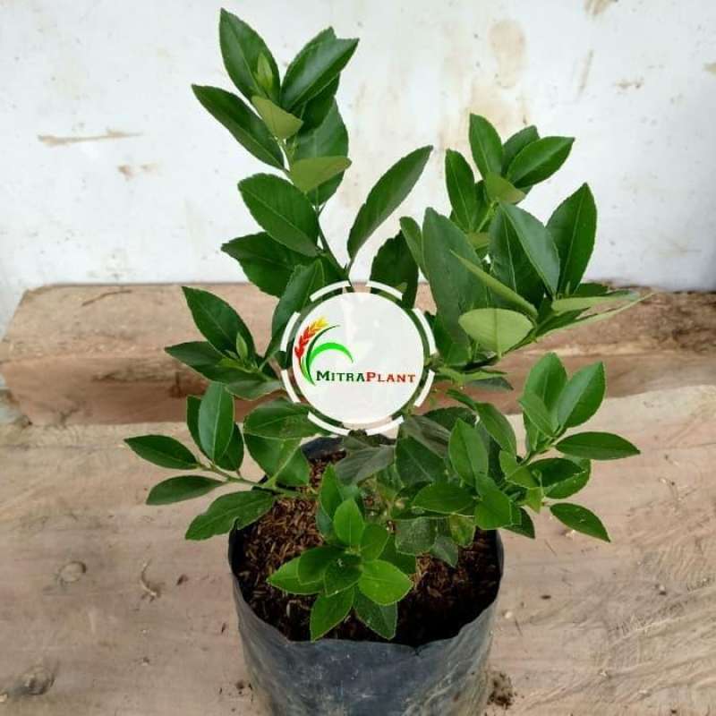 Jual Promo Bibit Pohon Jeruk Lemon Tea Kuning - Buah Jeruk - Tanaman ...