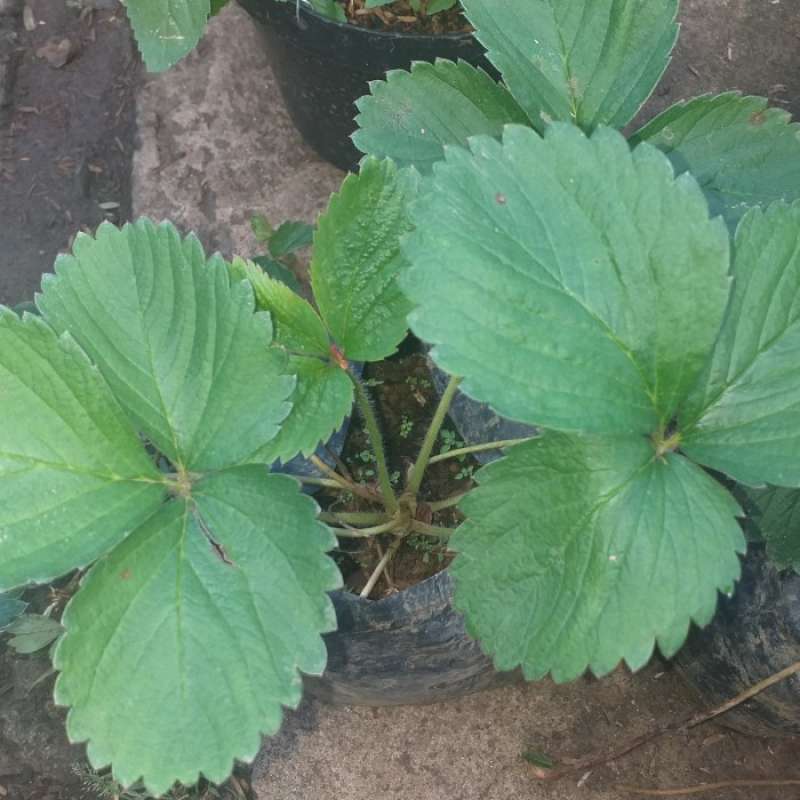 Jual Bibit - Pohon Stroberi buah stroberi... di Seller karunia tanaman ...