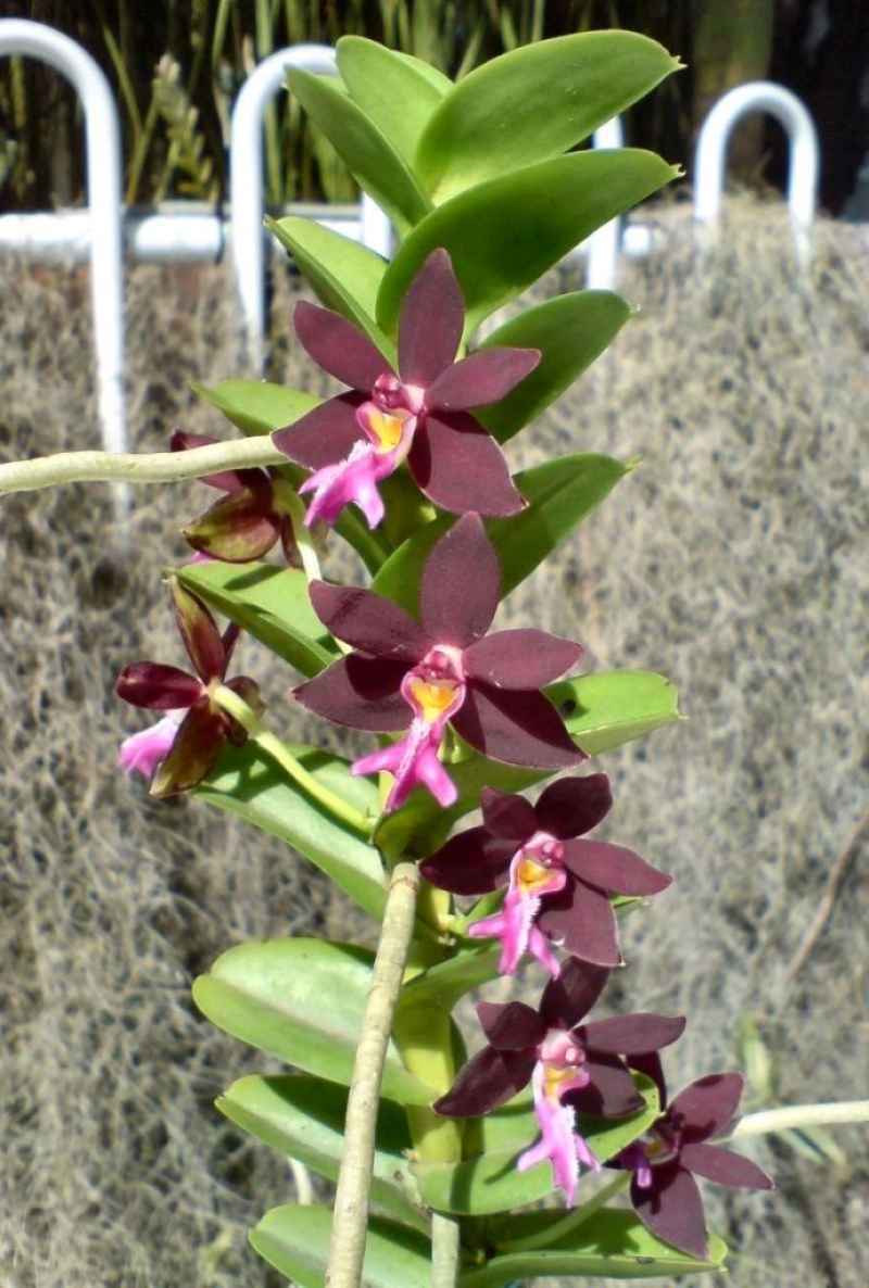 Promo PROMO Tanaman hias anggrek dendrobium seedlling bunga coklat ...