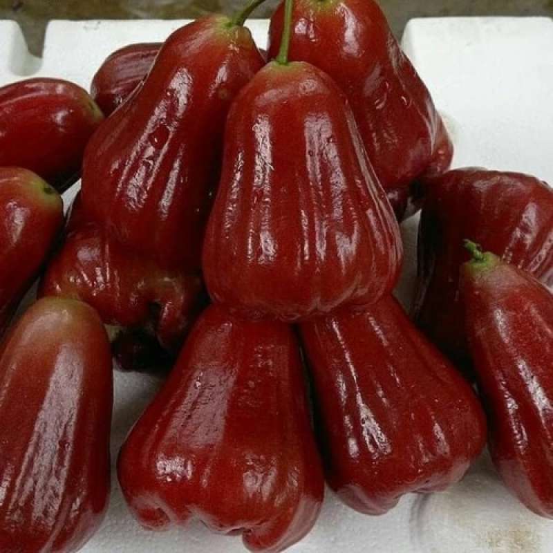 Jual Bibit tanaman buah jambu air citra merah di Seller Bibit sembilan ...