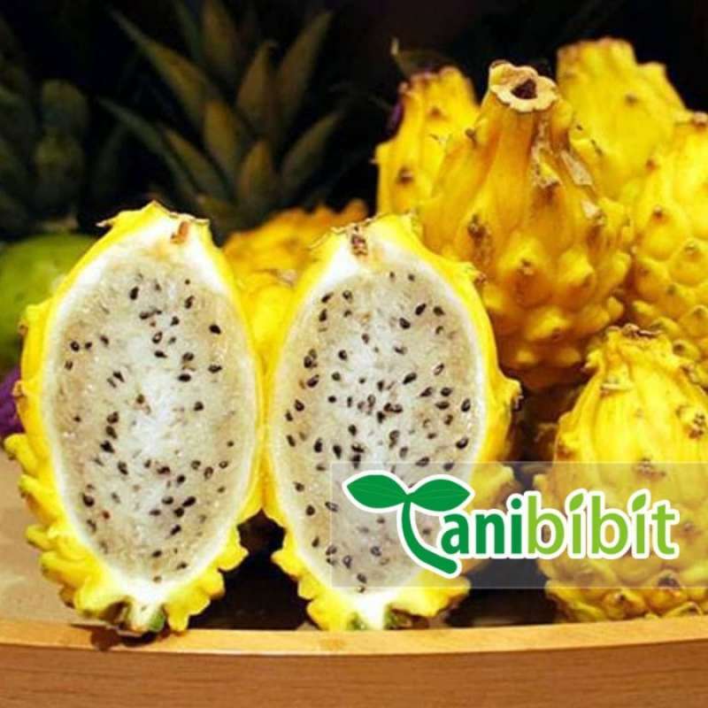 Jual Bibit Buah Naga Kuning - Pohon Dragon Fruit Tanaman Super Bandel ...