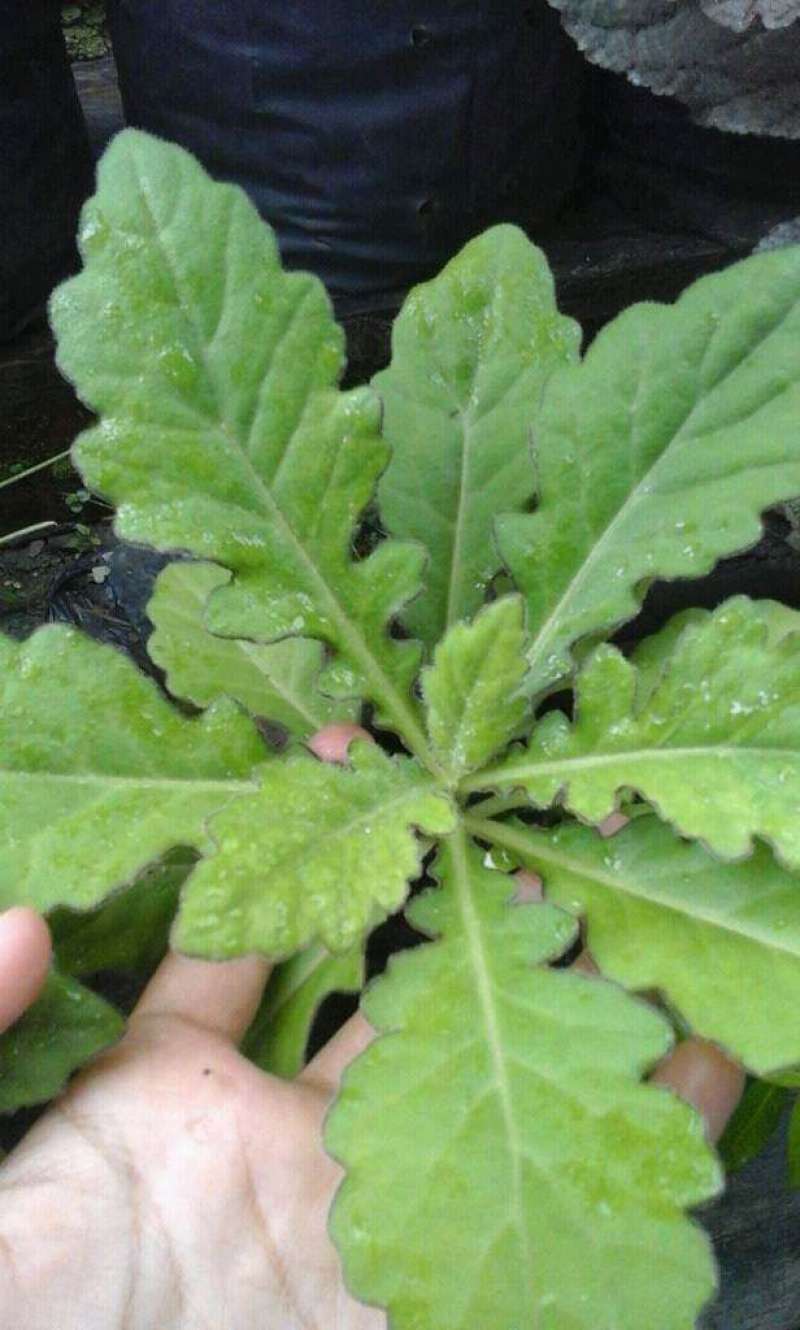 Jual pohon samsit daun dewa herbal jakarta di Seller Suplier Online ...