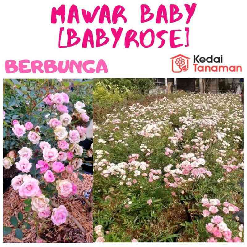 Jual Bunga Mawar Baby Rose Berbunga - Tanaman Hias Bunga Hidup Babyrose ... Jual Bunga Mawar Baby Rose Berbunga - Tanaman Hias Bunga Hidup Babyrose ...