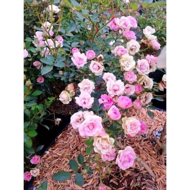 Jual Bunga Mawar Baby Rose Berbunga - Tanaman Hias Bunga Hidup Babyrose ... Jual Bunga Mawar Baby Rose Berbunga - Tanaman Hias Bunga Hidup Babyrose ...