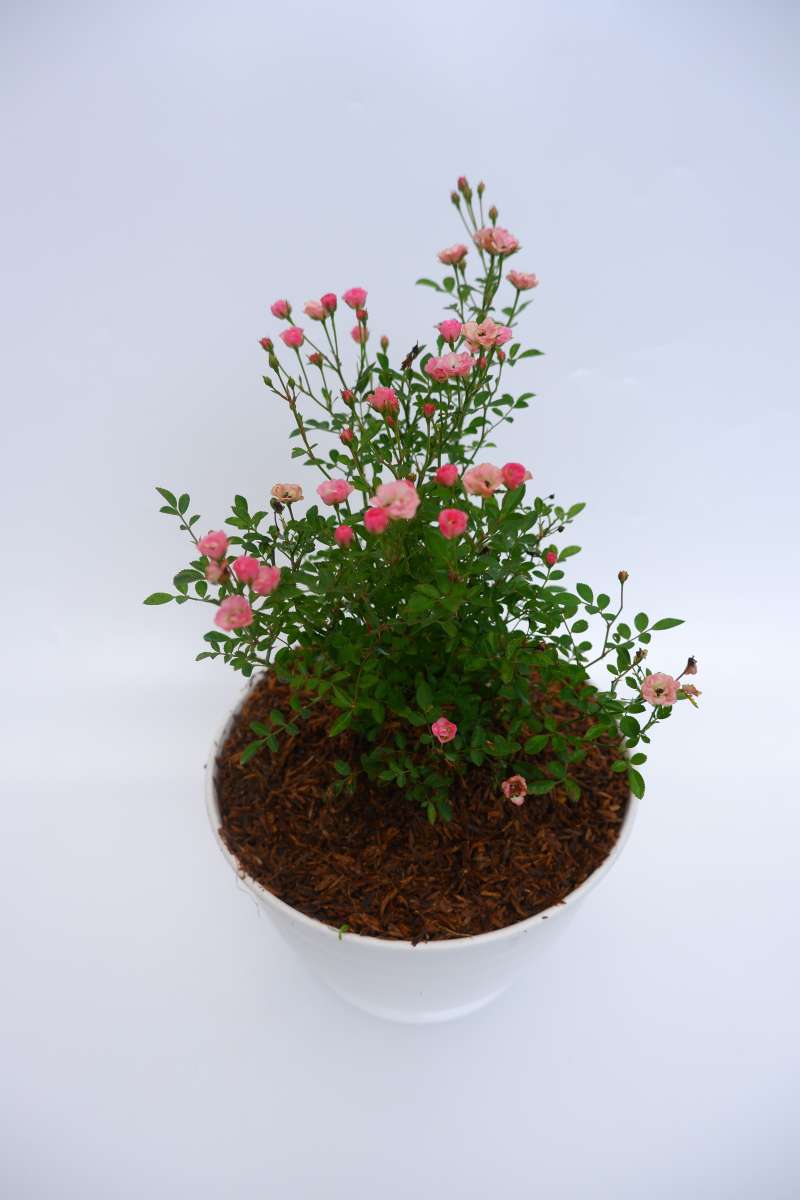 Jual Bunga Mawar Baby Rose Berbunga - Tanaman Hias Bunga Hidup Babyrose ...