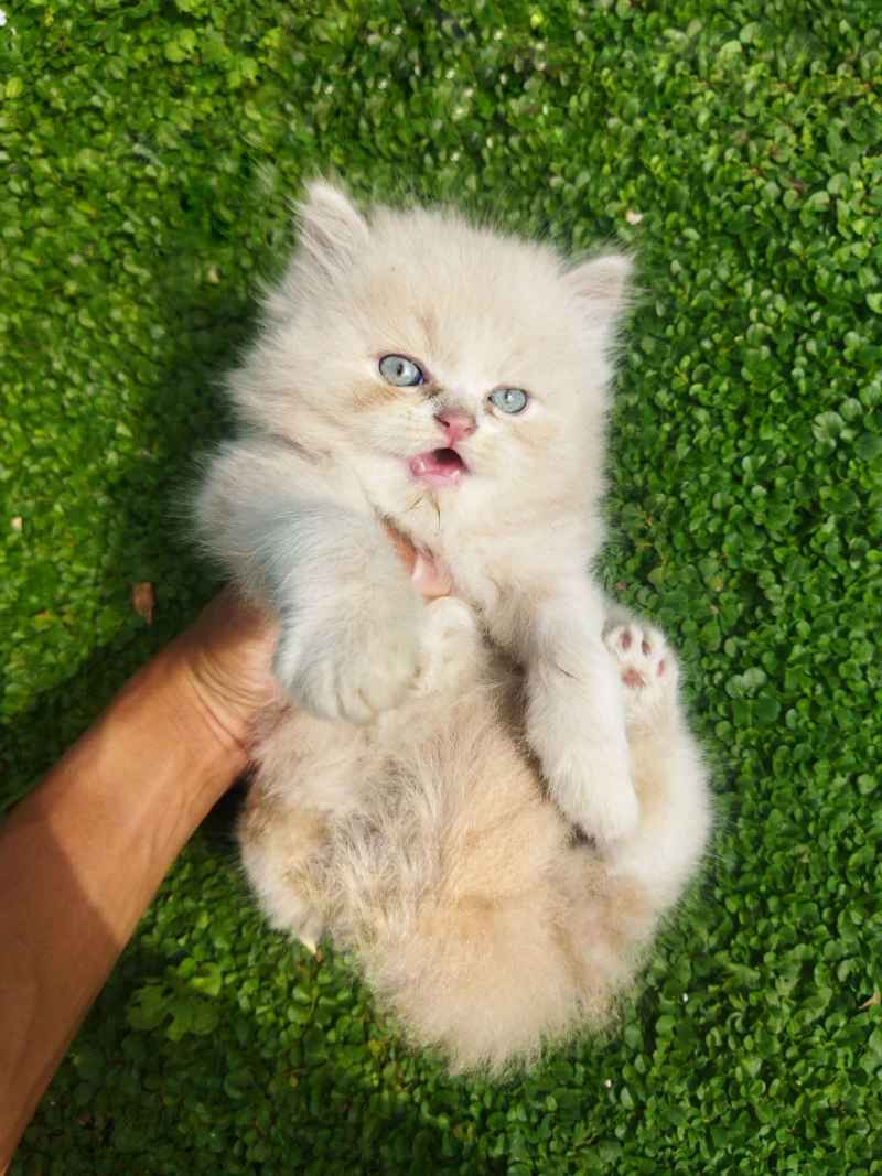 Jual kucing kitten persia anggora oren lucu gembul di Seller Gatul Cat ...