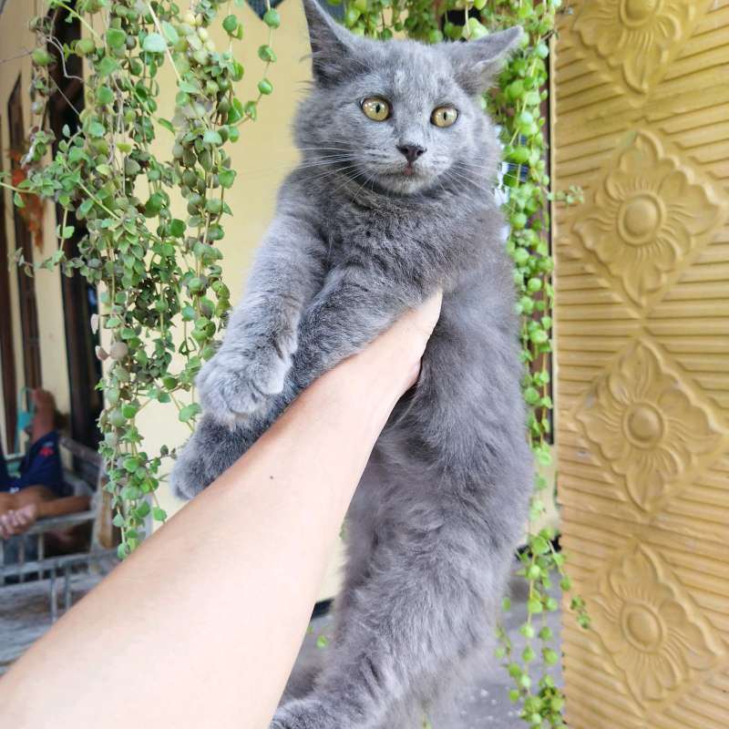Kucing Persia Medium Abu Abu