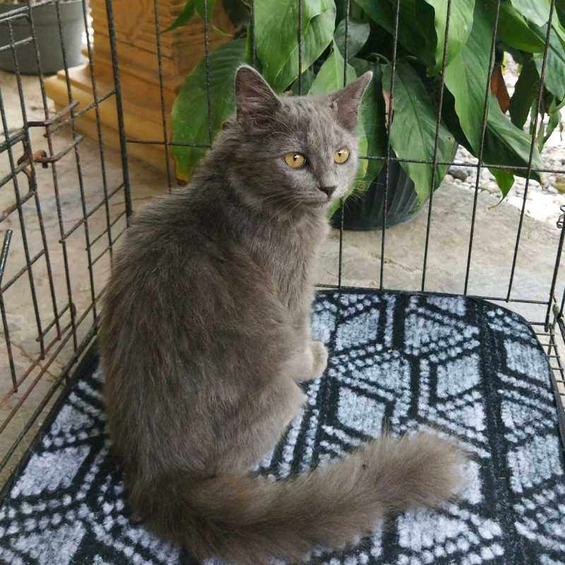 Anak Kucing Anggora Abu Abu