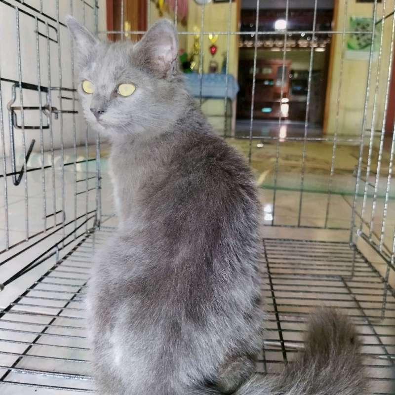 Kucing Anggora Abu Abu