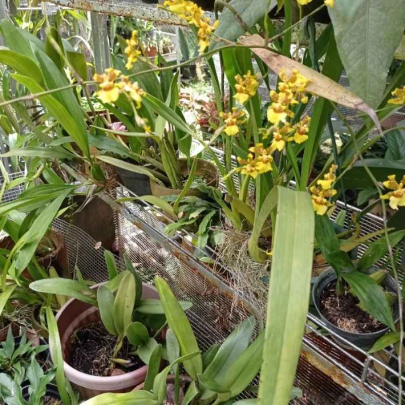 Jual Anggrek Golden Shower Dewasa dengan Bunga dan tanpa bunga - Variasi Multicolor di Seller ...