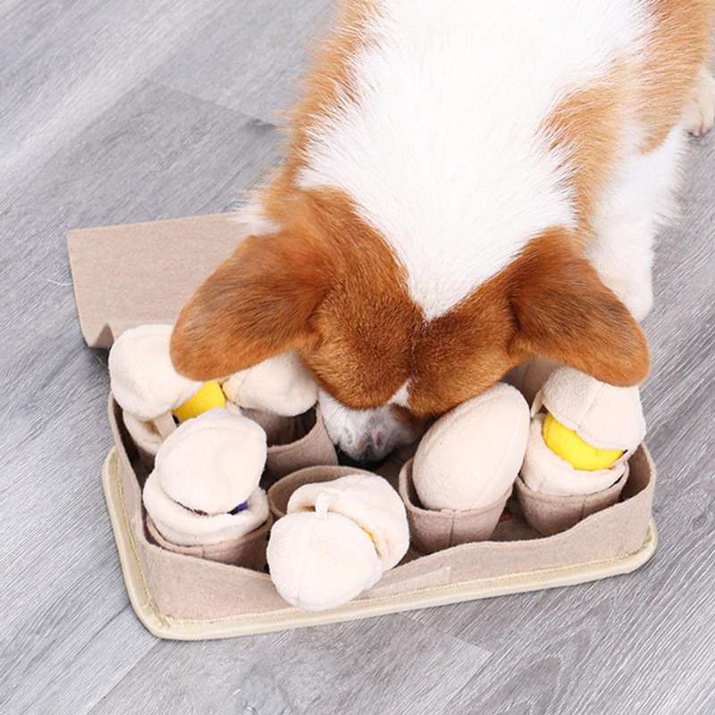 What Is Box Feeding Dog Training