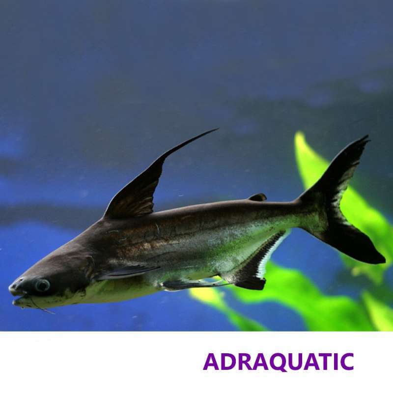 Jual IKAN HIAS GENGHIS KHAN SHARK HIGH-FIN PANGASIUS AIR TAWAR - - 6 CM ...