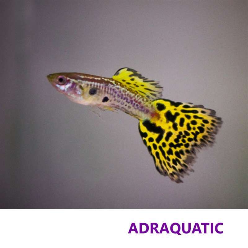 Jual IKAN HIAS GUPPY YELLOW TIGER AIR TAWAR di Seller ADRAQUATIC Official Store - Paledang, Kota ...
