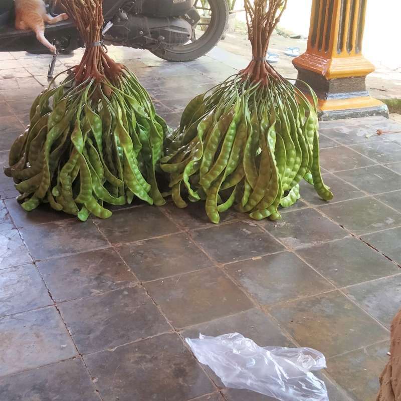 Promo pete petai buah segar lalapan langsung dari pohon 1lonjor/papan ...