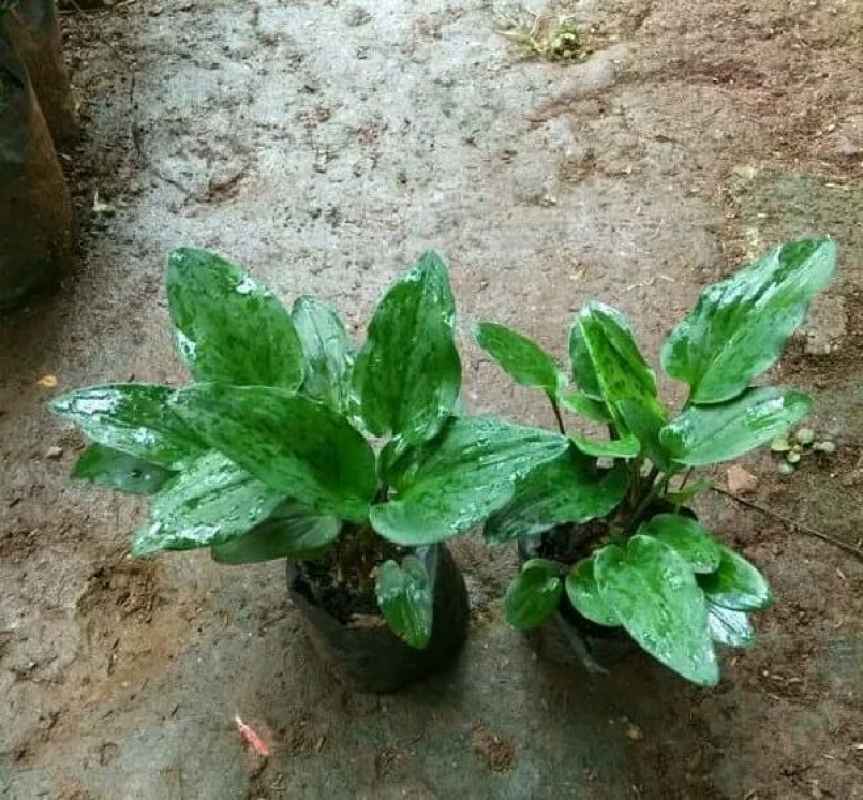 Jual Katak Hias 💯 Harga Murah & Kualitas Terbaik Juni 2026