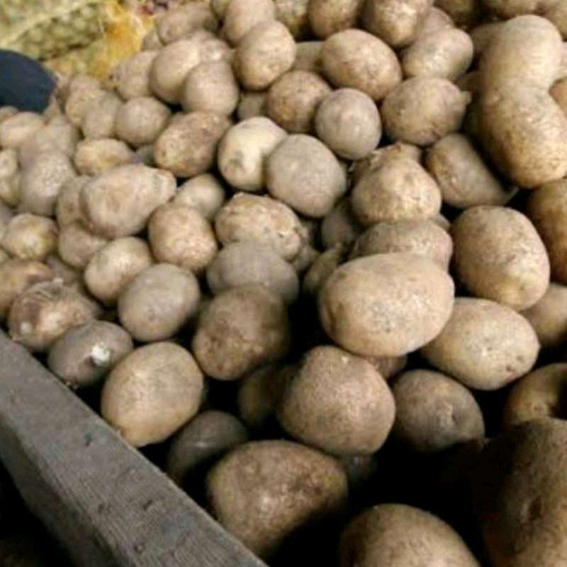 Jual Kentang Bandung 1 kg Halal di Seller Kangsayur999 - Babakan ...