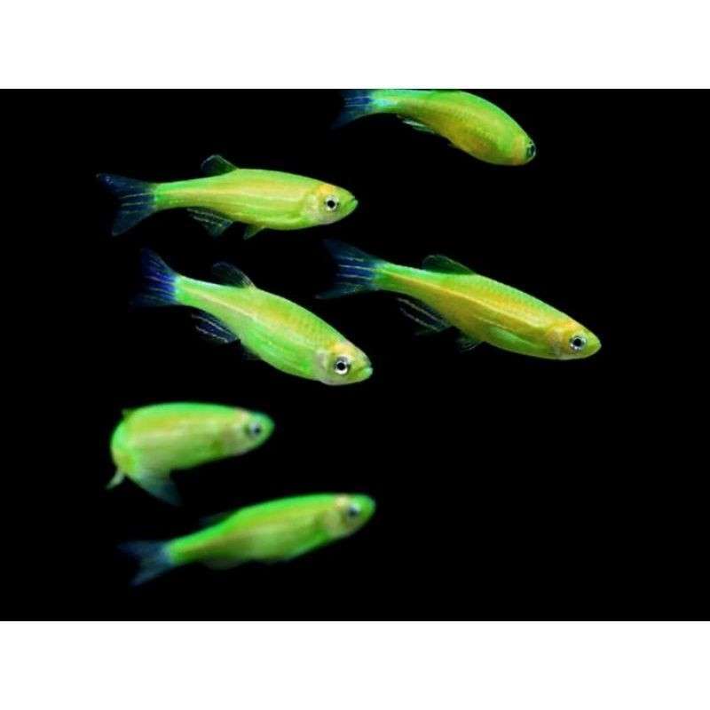Jual glofish danio/ ikan zebra stabilo grosir di Seller Hans fish ...