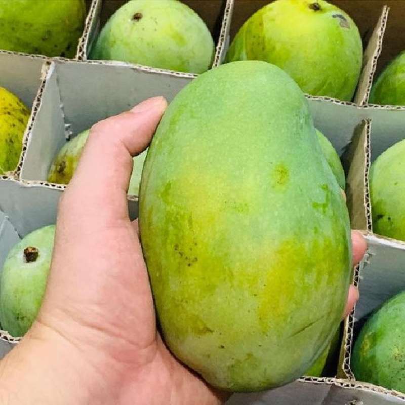 Jual MANGGA HARUM MANIS ISTANA /HARUM MANIS SUPER / MANGGA HARUM MANIS ... Jual MANGGA HARUM MANIS ISTANA /HARUM MANIS SUPER / MANGGA HARUM MANIS ...