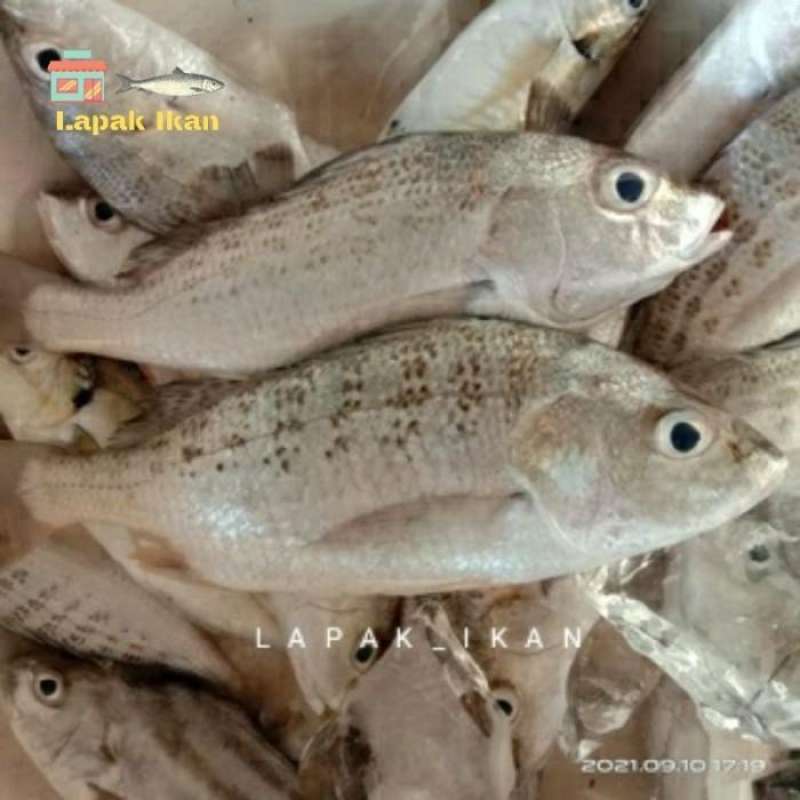 Jual Ikan Kakap Gerit Segar 1~Kilogram di Seller LapakIkan - Pluit ...