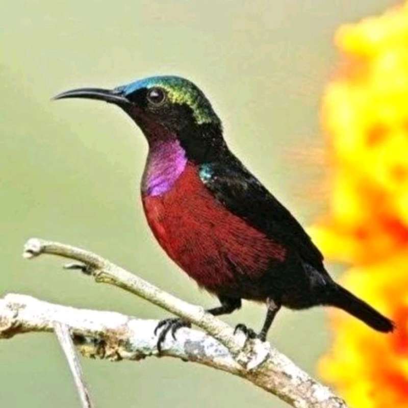 Burung Kolibri Jantan