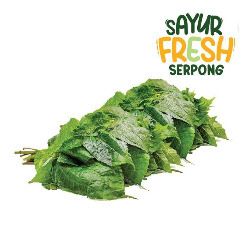 Jual Daun Pohpohan - Per Ikat Halal di Seller SAYUR FRESH SERPONG ...