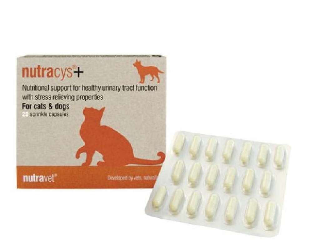 Jual Obat Pipis Kucing / Anjing Nutracys + Obat Saluran Kemih (1 Kapsul ...