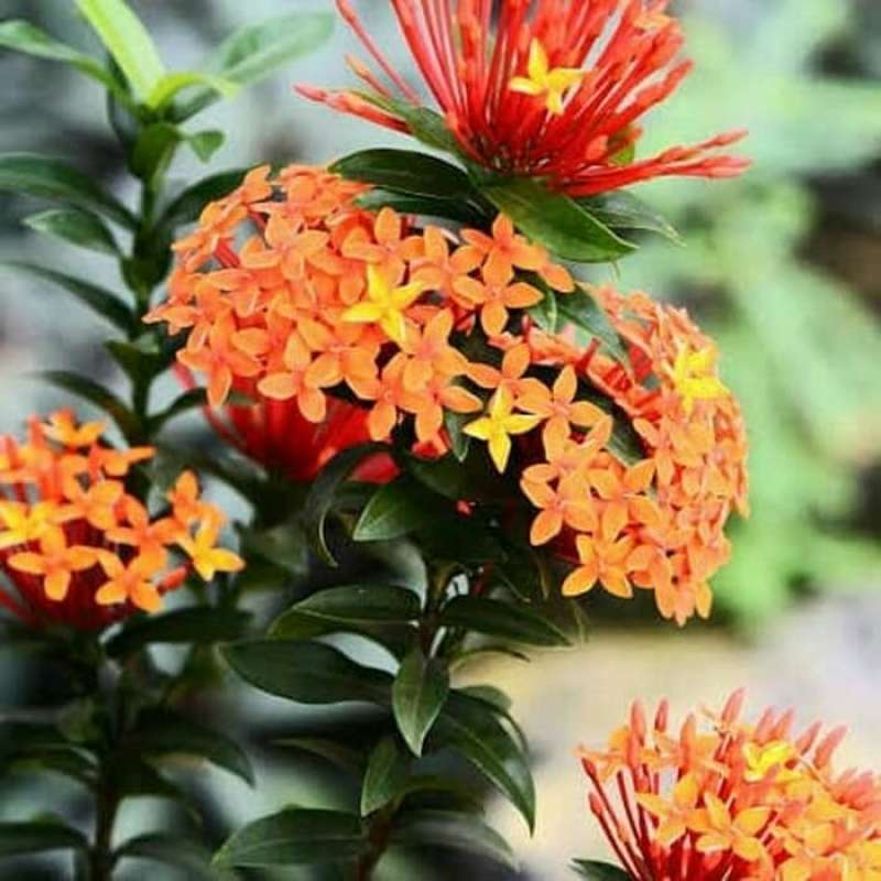 Jual Tanaman Asoka Jepang Original Murah - Harga Diskon Juli 2024 ...