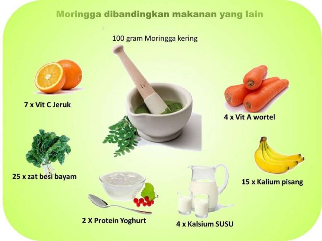 Jual Bibit Tanaman Obat Herbal - Pohon Kelor (moringa Oleifera) Di ...