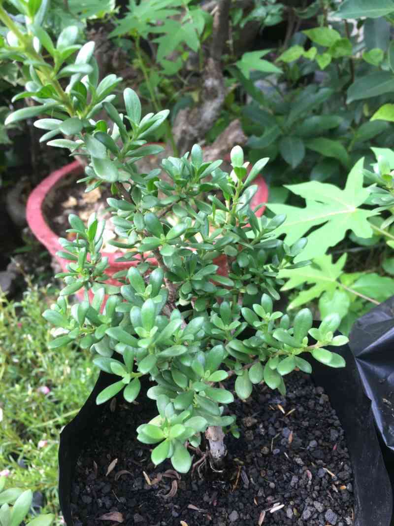 Jual Bibit Santigi Mawar Micro / Cangkok Santigi / Sentigi Mawar Micro ...