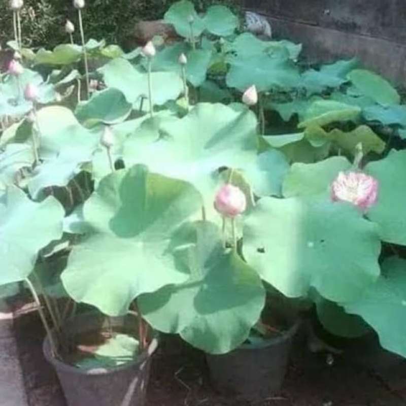 Promo tanaman air lotus/ bunga lotus Diskon 7% di Seller SINAR HARAPAN1 ...