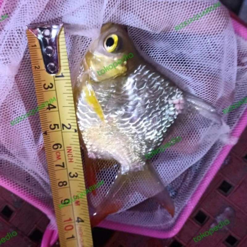 Jual Ikan kaviat Short Body (SB) grade A++ 9cm-10cm di Seller Kamupet - Duri Kepa, Kota Jakarta ...