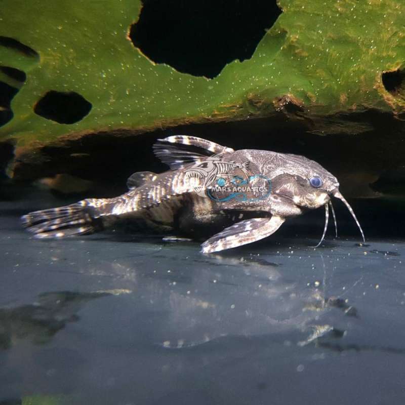 Jual IKAN HIAS AGAMYXIS PECTINIFRONS DORADIDAE CATFISH TANKMATE ...