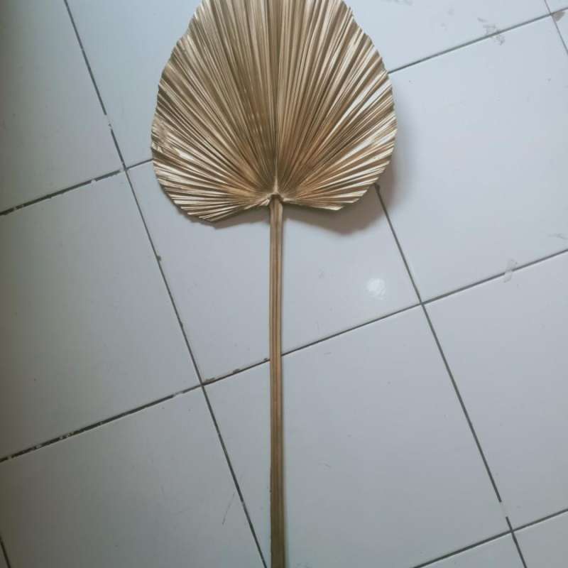 Jual Daun Palm Palem Kering Gold Emas Rustik Untuk Dekorasi Akad ...