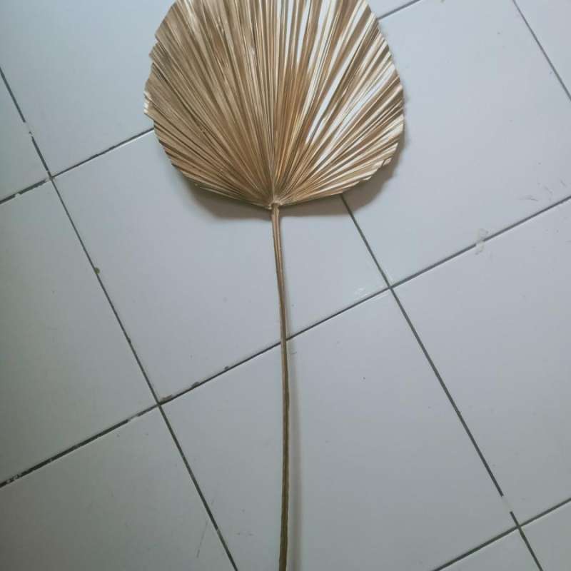 Jual Daun Palm Palem Kering Gold Emas Rustik Untuk Dekorasi Akad ...