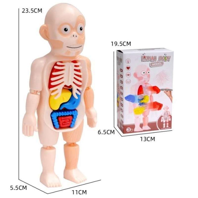 Jual Human body anatomy toy model bagian tubuh manusia di Seller ...
