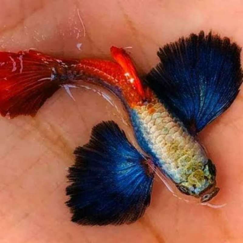Jual guppy PRTDE jumbo sesuai gambar - Indukan di Seller A.I fhasion ...