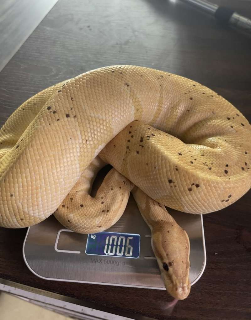 Jual Ball python banana enchi male PROVEN di Seller Enigma - Kapuk ...